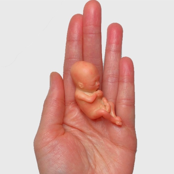 Toys | 12 Weeks Baby Fetus Stage Of Fetal Development ...